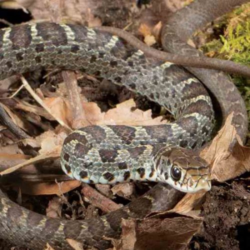 Snakebites and How to Keep Snakes Out of Your Yard - Grit